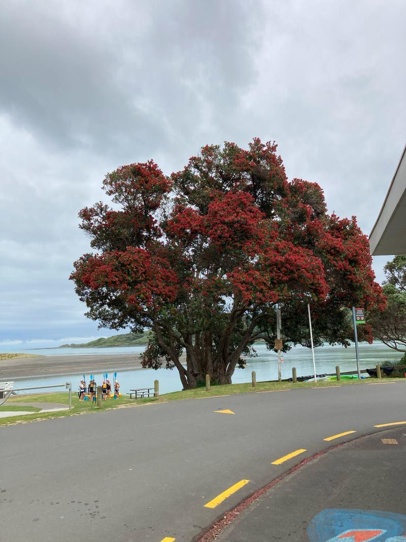 Pohutukawa time in Raglan – Raglan 23